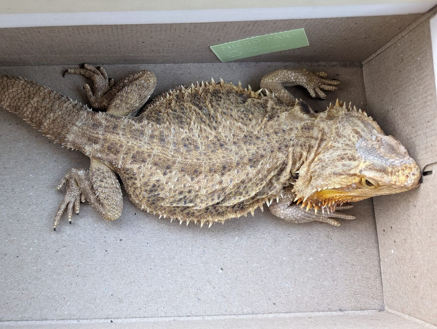 Agama brodata odłowiona na terenie miasta. Komu uciekła?