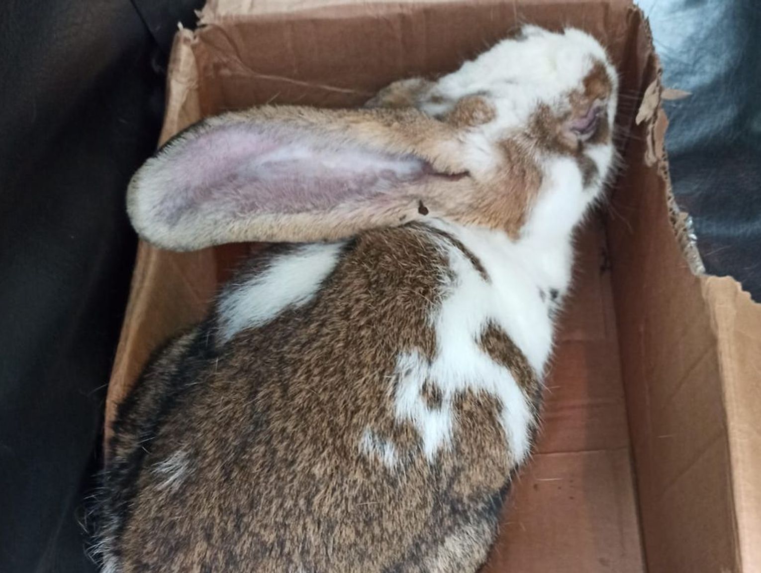 Gdy dowiedział się, że jego zwierzę jest nieuleczalnie chore porzucił ... Gdy dowiedział się, że jego zwierzę jest nieuleczalnie chore porzucił ...