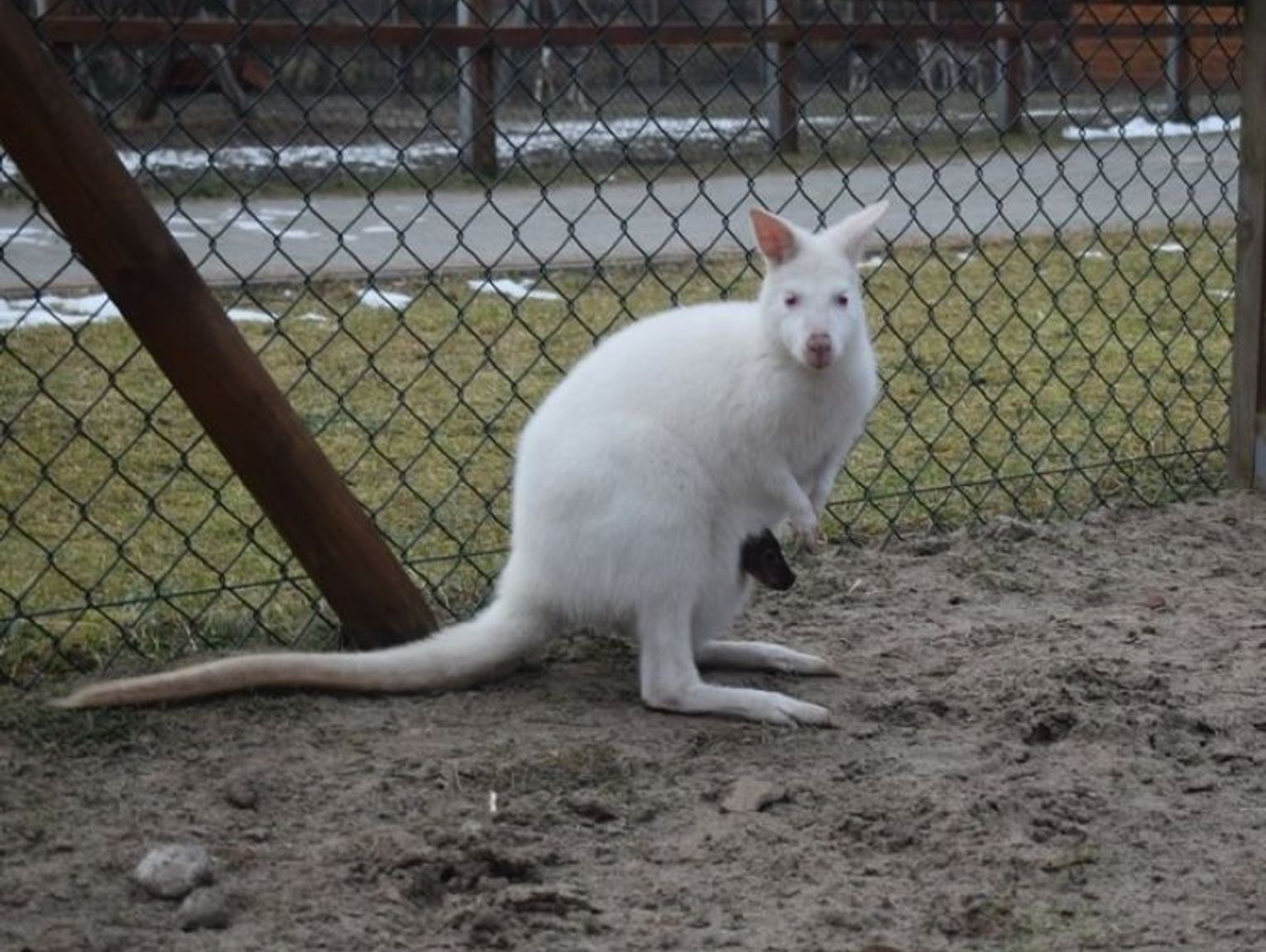 W Zielonej Szkole w Goreniu Dużym przyszedł na świat kangurek