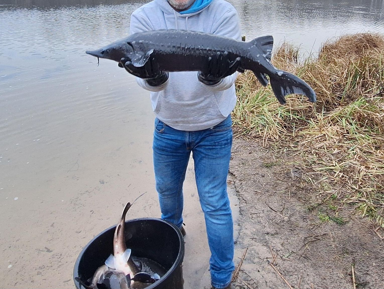 Zarybianie jezior Łuba i Skoki – nowe gatunki ryb w łowiskach pod ...
